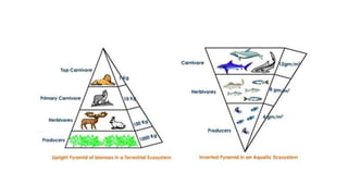 Ecological pyramids | PPT