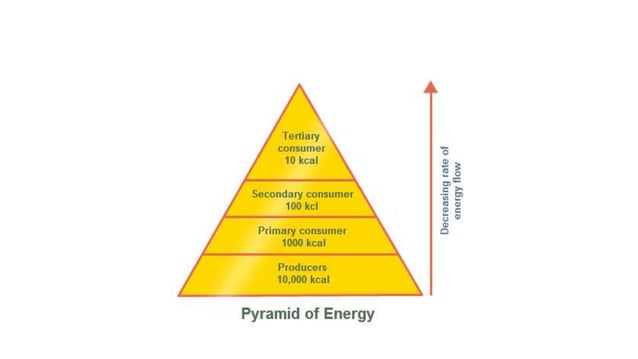 Ecological pyramids | PPT