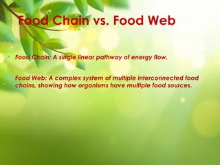EVS - food chain and web.p. p. tx | PPTX