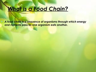 EVS - food chain and web.p. p. tx | PPTX