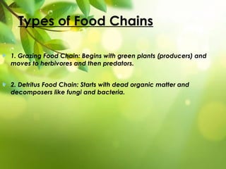 EVS - food chain and web.p. p. tx | PPTX