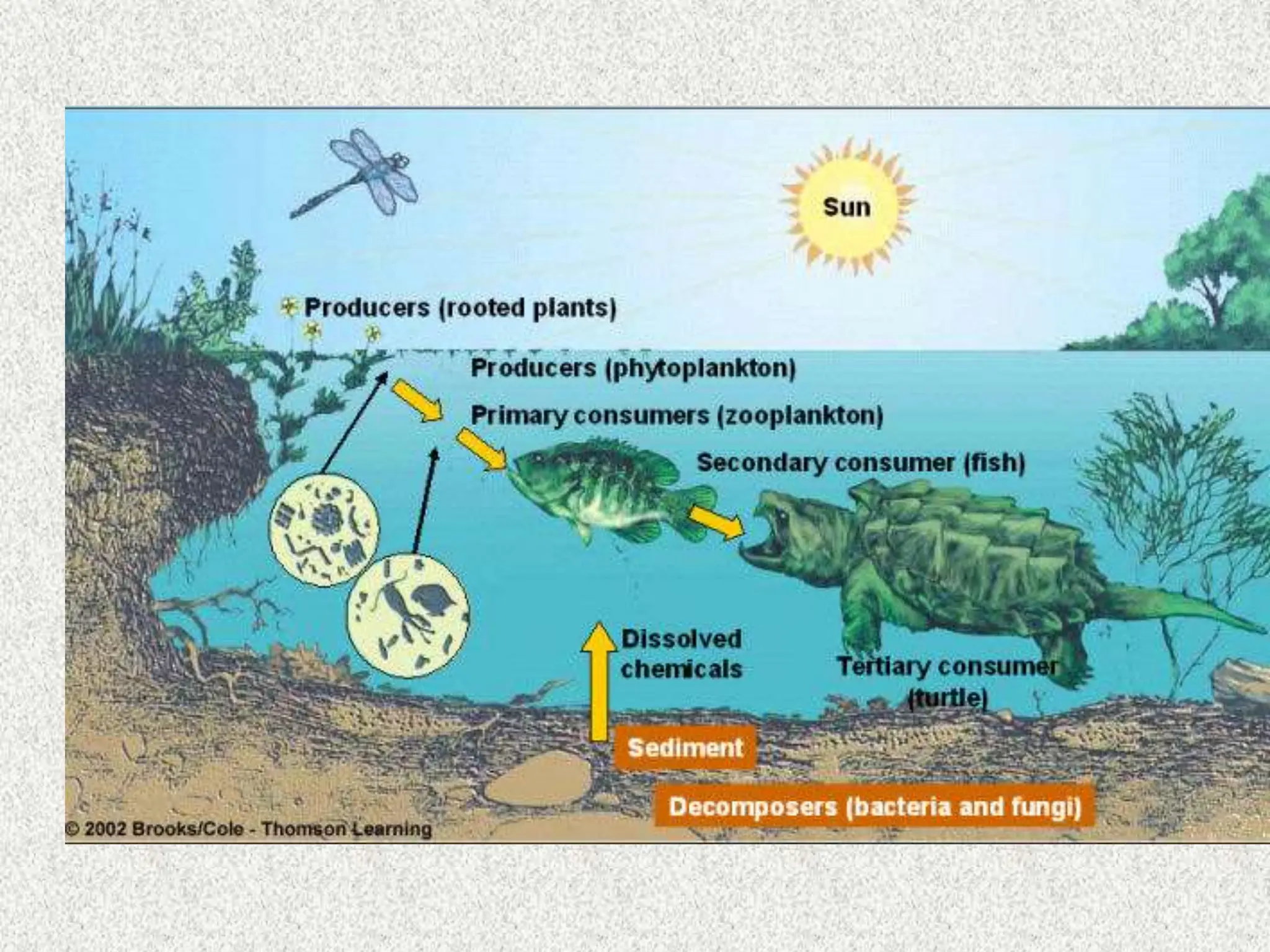 Ecosystem and Environment, GE3451 Environmental Science | PPTX
