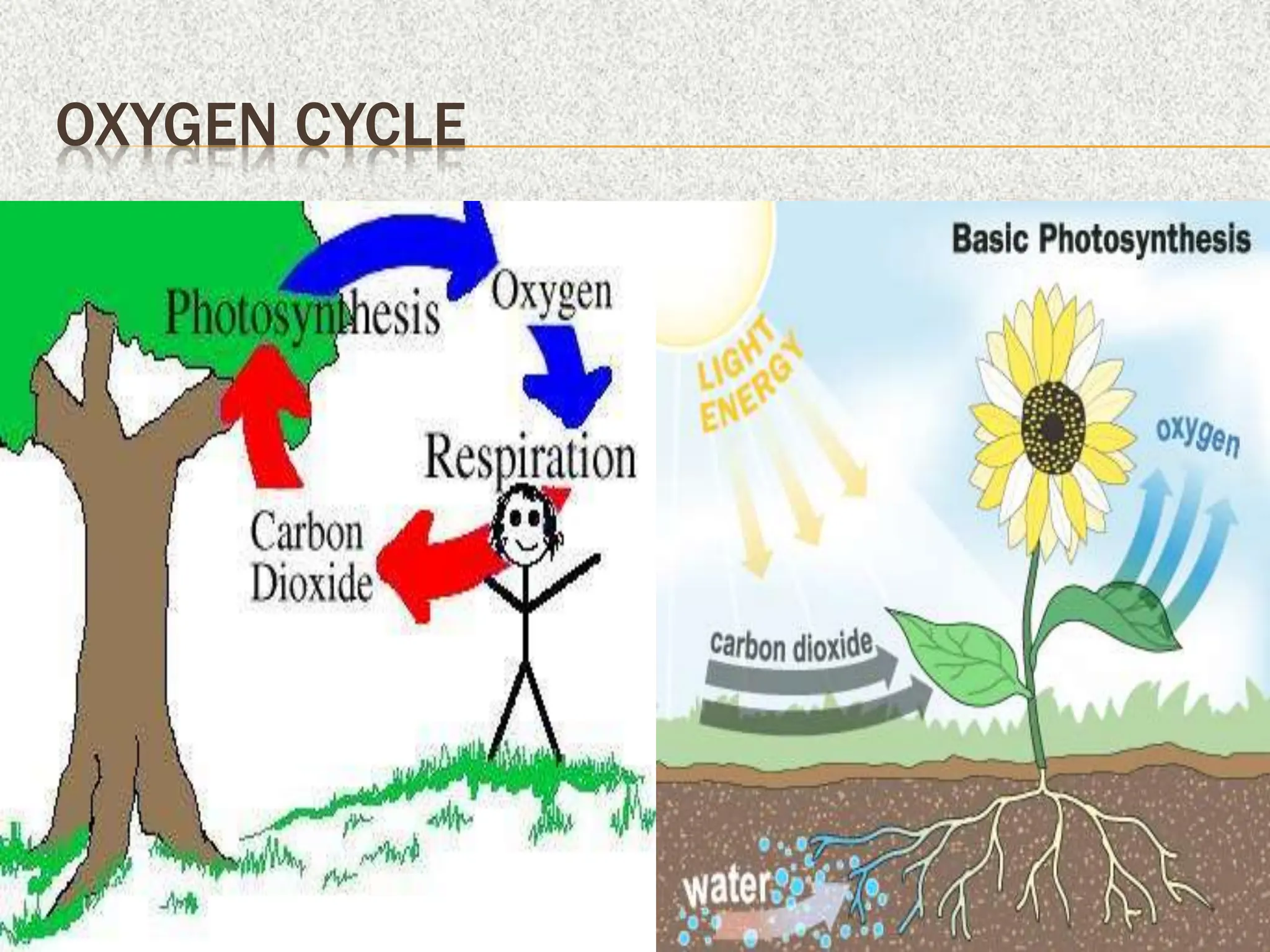 Ecosystem and Environment, GE3451 Environmental Science | PPTX