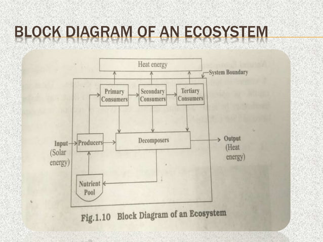 Ecosystem and Environment, GE3451 Environmental Science | PPTX