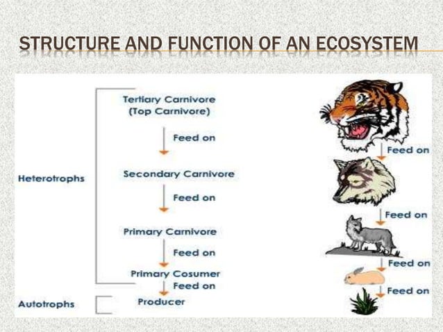 Ecosystem and Environment, GE3451 Environmental Science | PPTX
