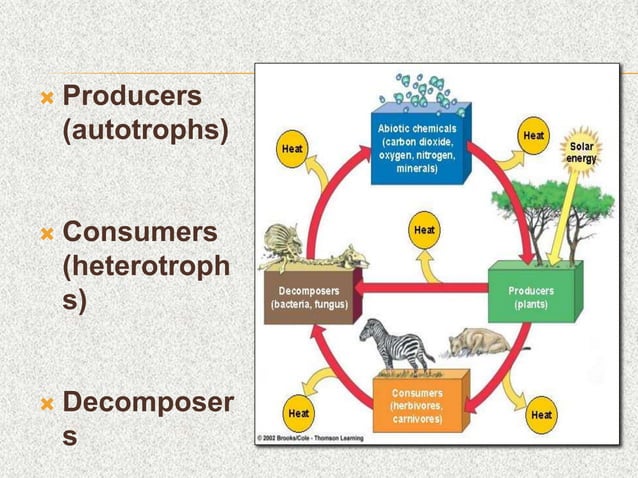Ecosystem and Environment, GE3451 Environmental Science | PPTX