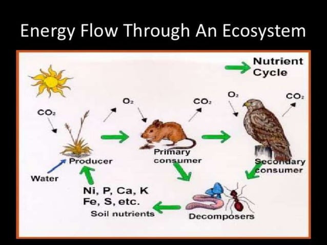 Ecosystem and Environment, GE3451 Environmental Science | PPTX