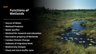 EVS - Wetlands, case study. Definition, examples | PPTX