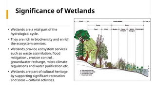 EVS - Wetlands, case study. Definition, examples | PPTX