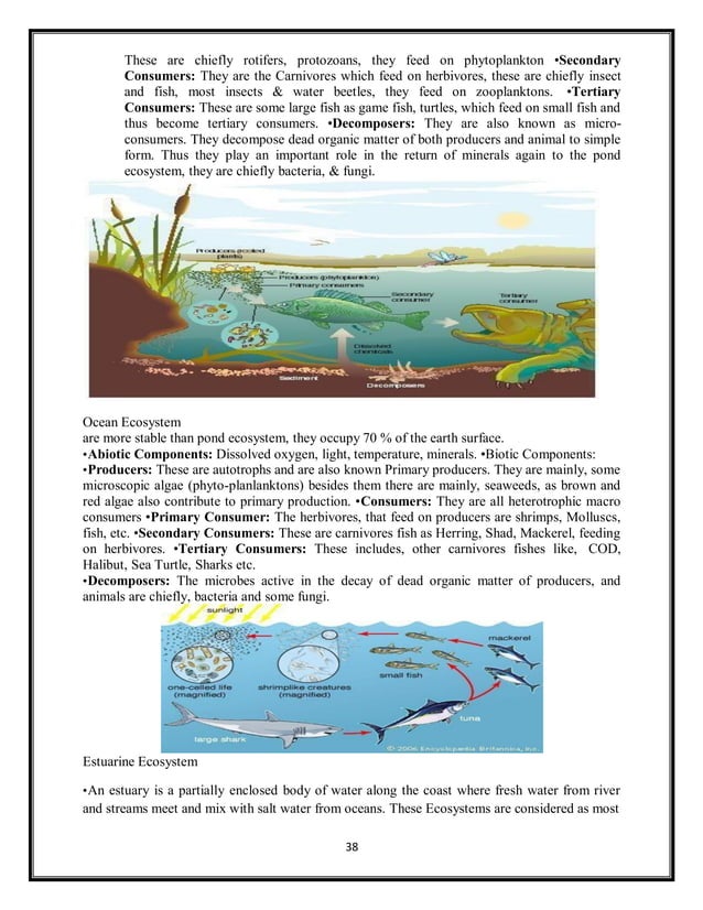 What is ecosystem? What is ecological pyramids ? and its types? What is ...