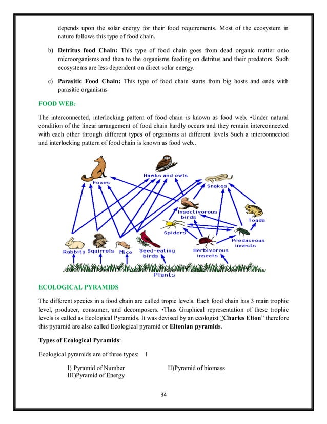 What is ecosystem? What is ecological pyramids ? and its types? What is ...