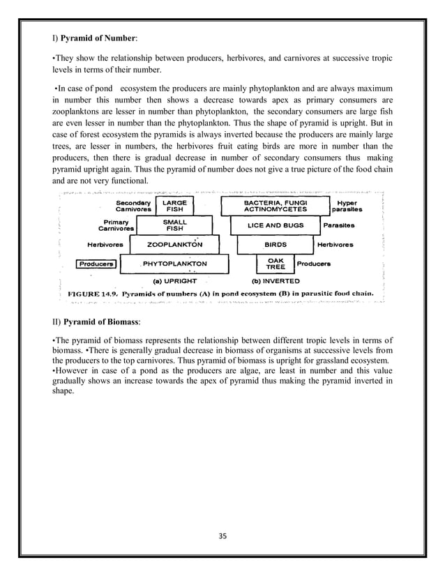 What is ecosystem? What is ecological pyramids ? and its types? What is ...