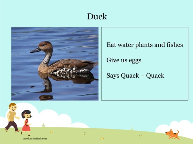 Environmental Science (EVS) : Animals (Class I) | PDF | Dogs | Pets
