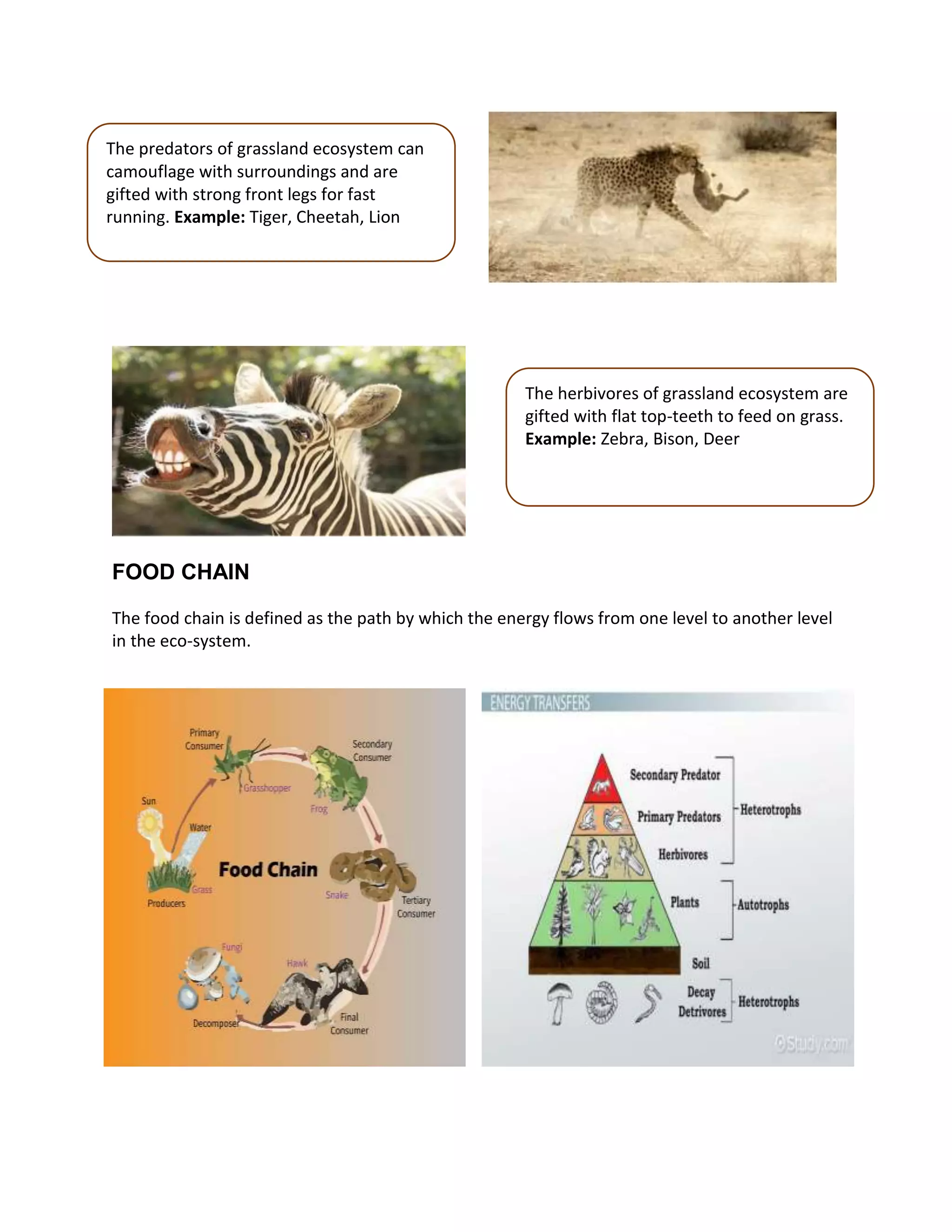 Grassland ecosystems | DOCX | Gardening | Home & Garden
