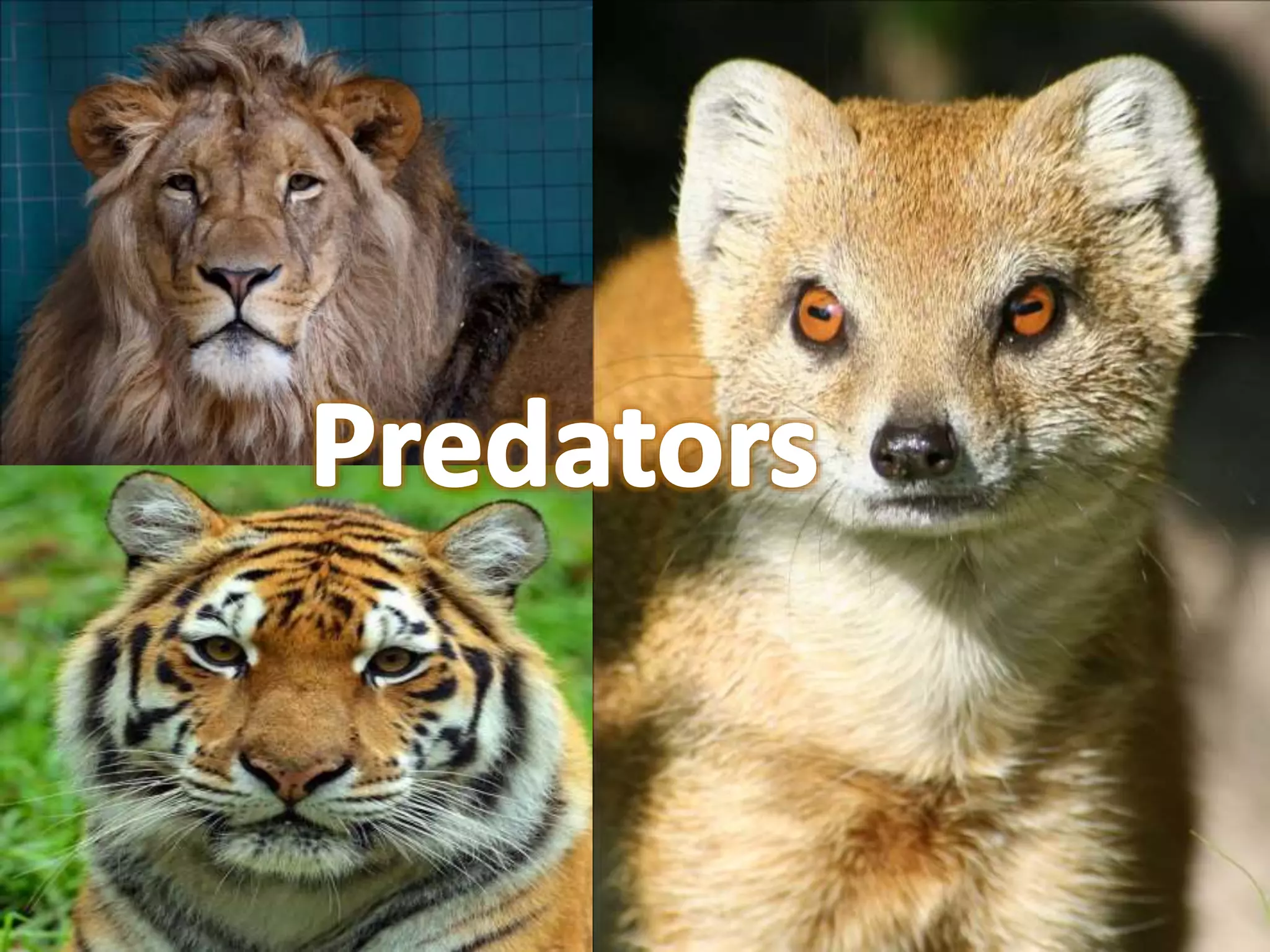 Environmental studies 4th std lesson 'ear to ear' | PPTX