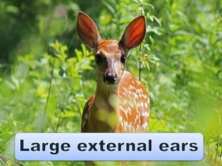 Environmental studies 4th std lesson 'ear to ear' | PPTX