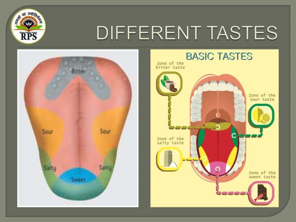evs-class-5-chapter-3-from-tasting-to-digesting