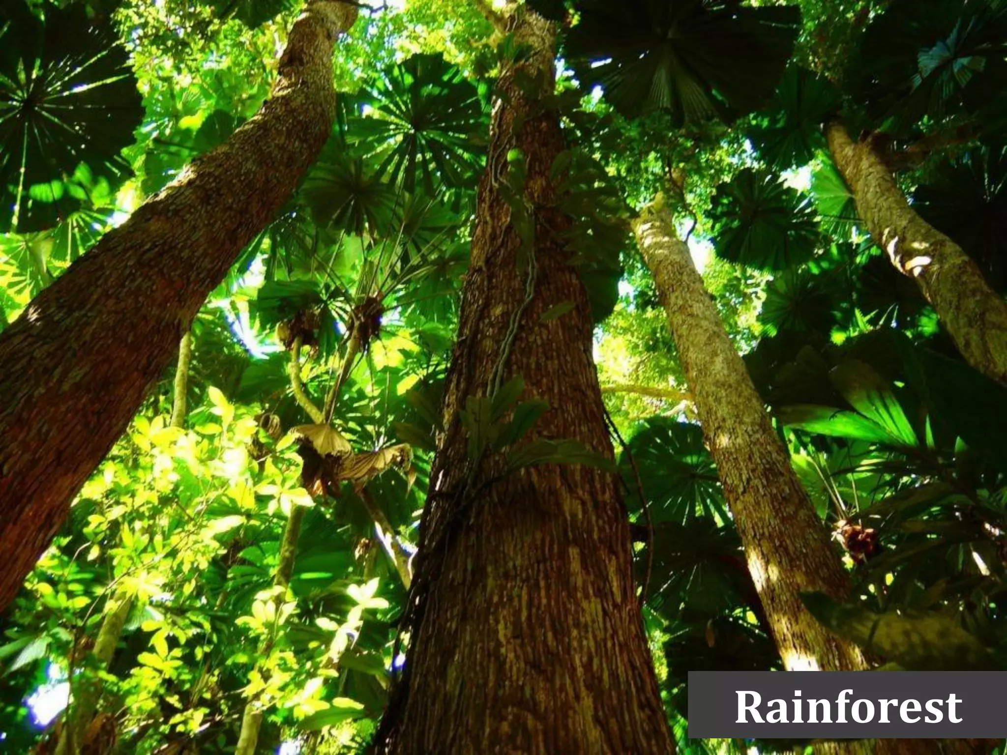 Environmental Science (EVS) : Plants Around Us (Class III) | PDF