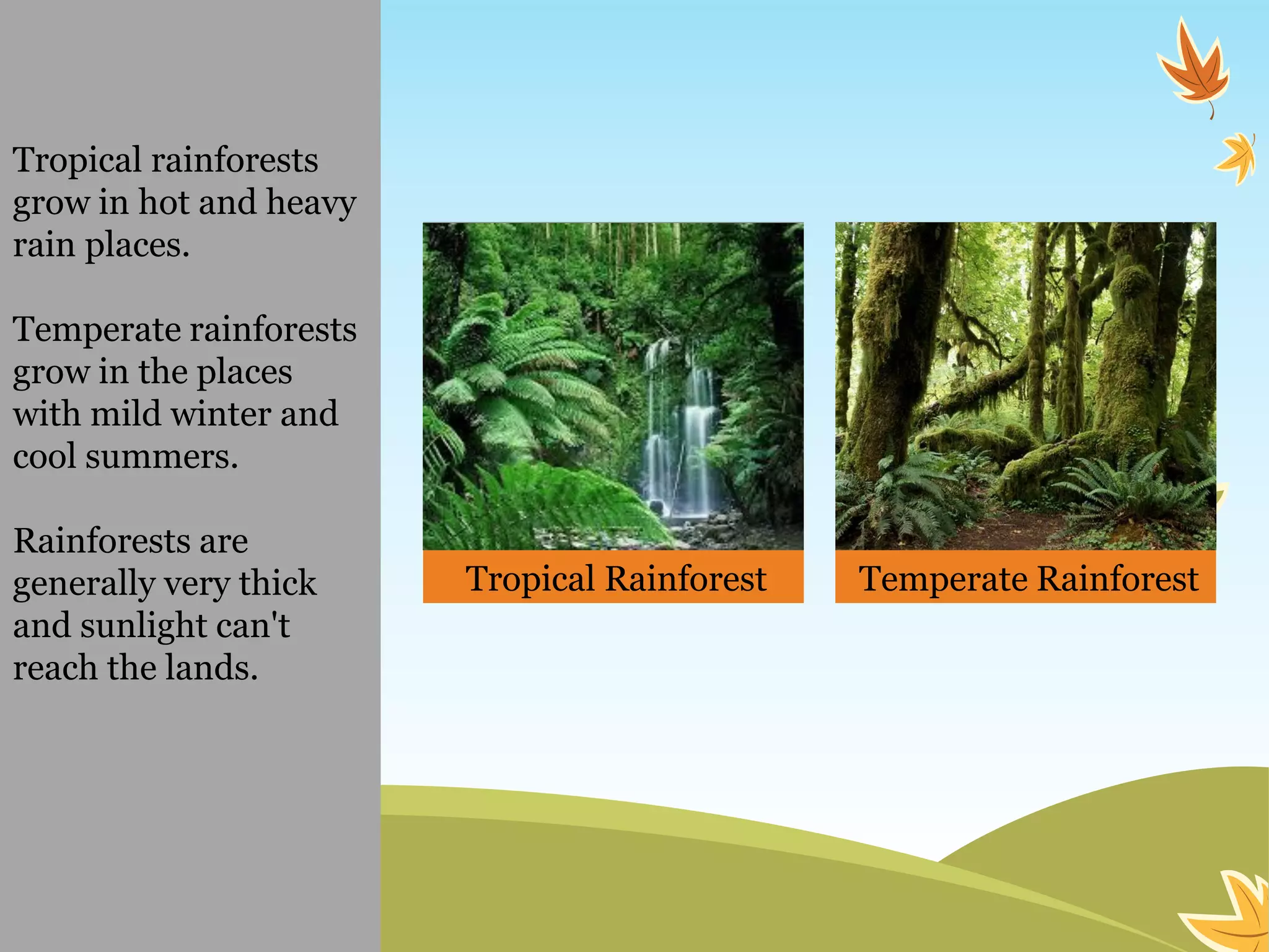 Environmental Science (EVS) : Plants Around Us (Class III) | PDF