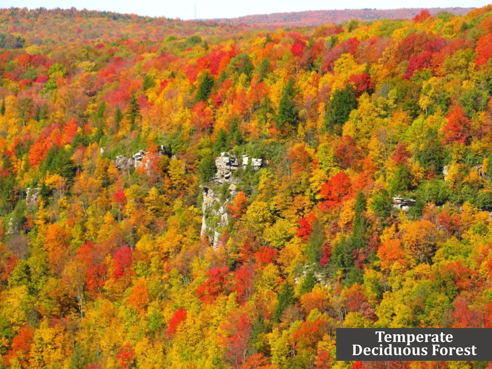 Environmental Science (EVS) : Plants Around Us (Class III) | PDF