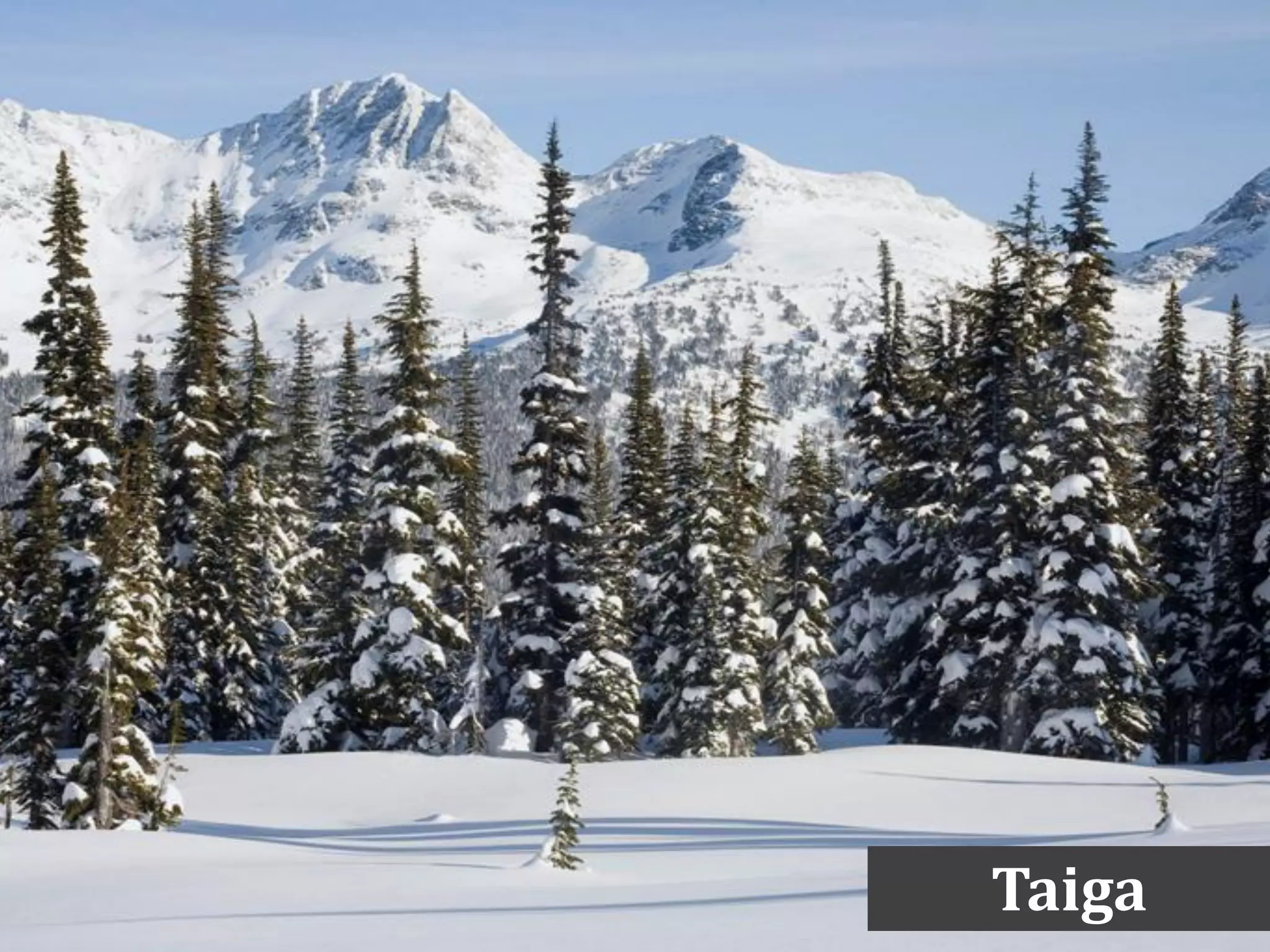 Environmental Science (EVS) : Plants Around Us (Class III) | PDF