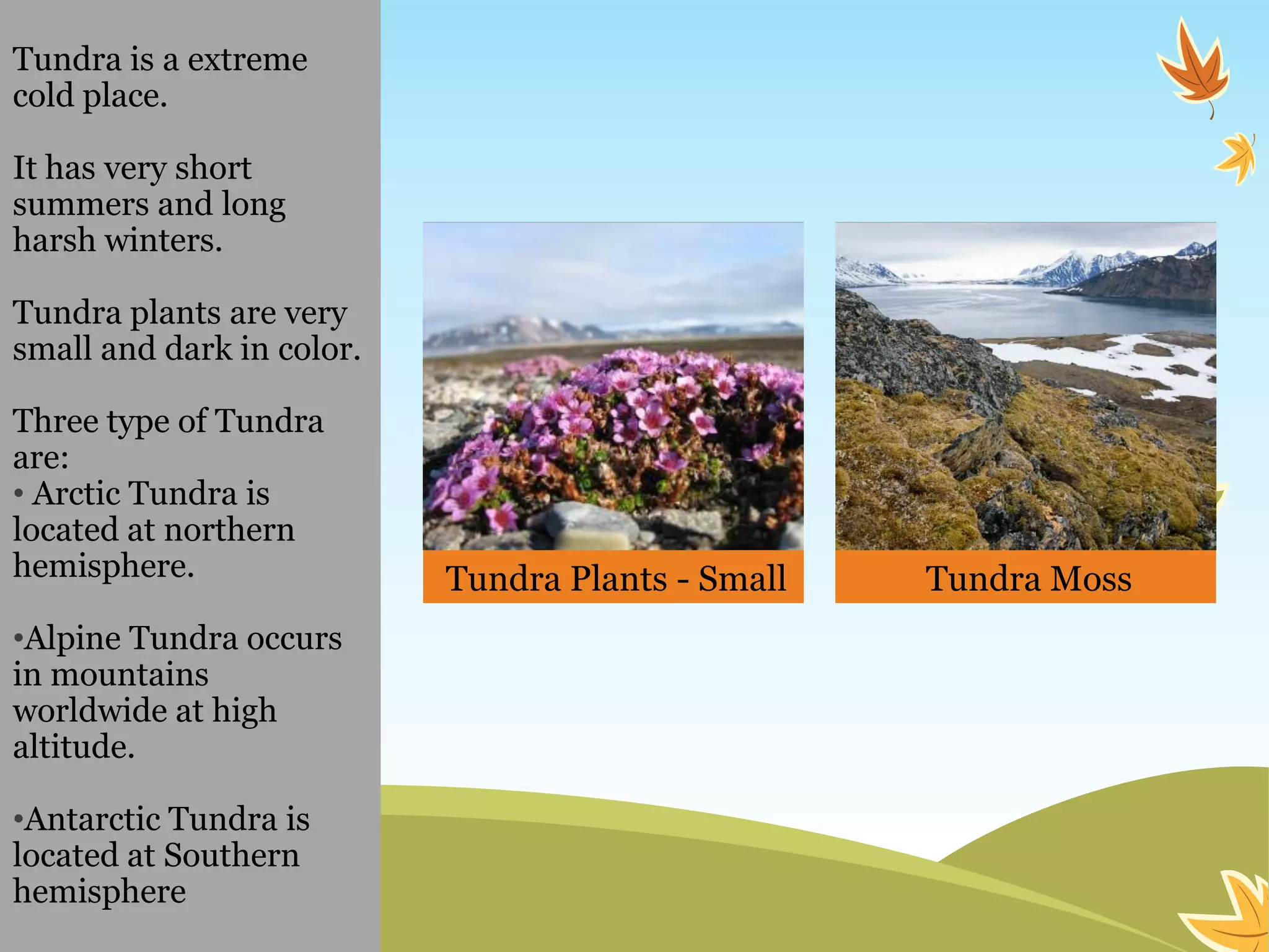 Environmental Science (EVS) : Plants Around Us (Class III) | PDF