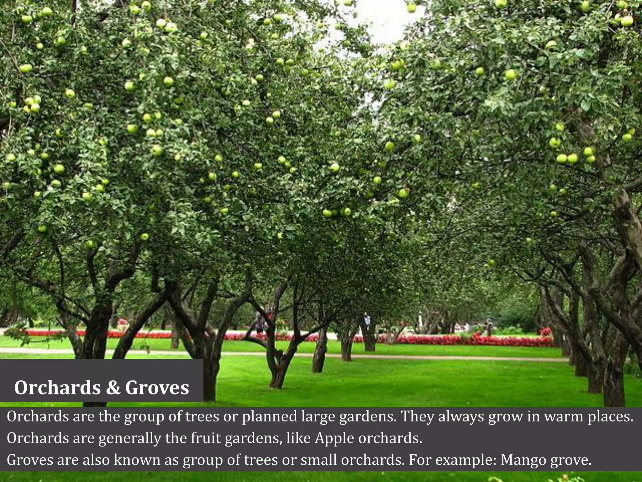 Environmental Science (EVS) : Plants Around Us (Class III) | PDF