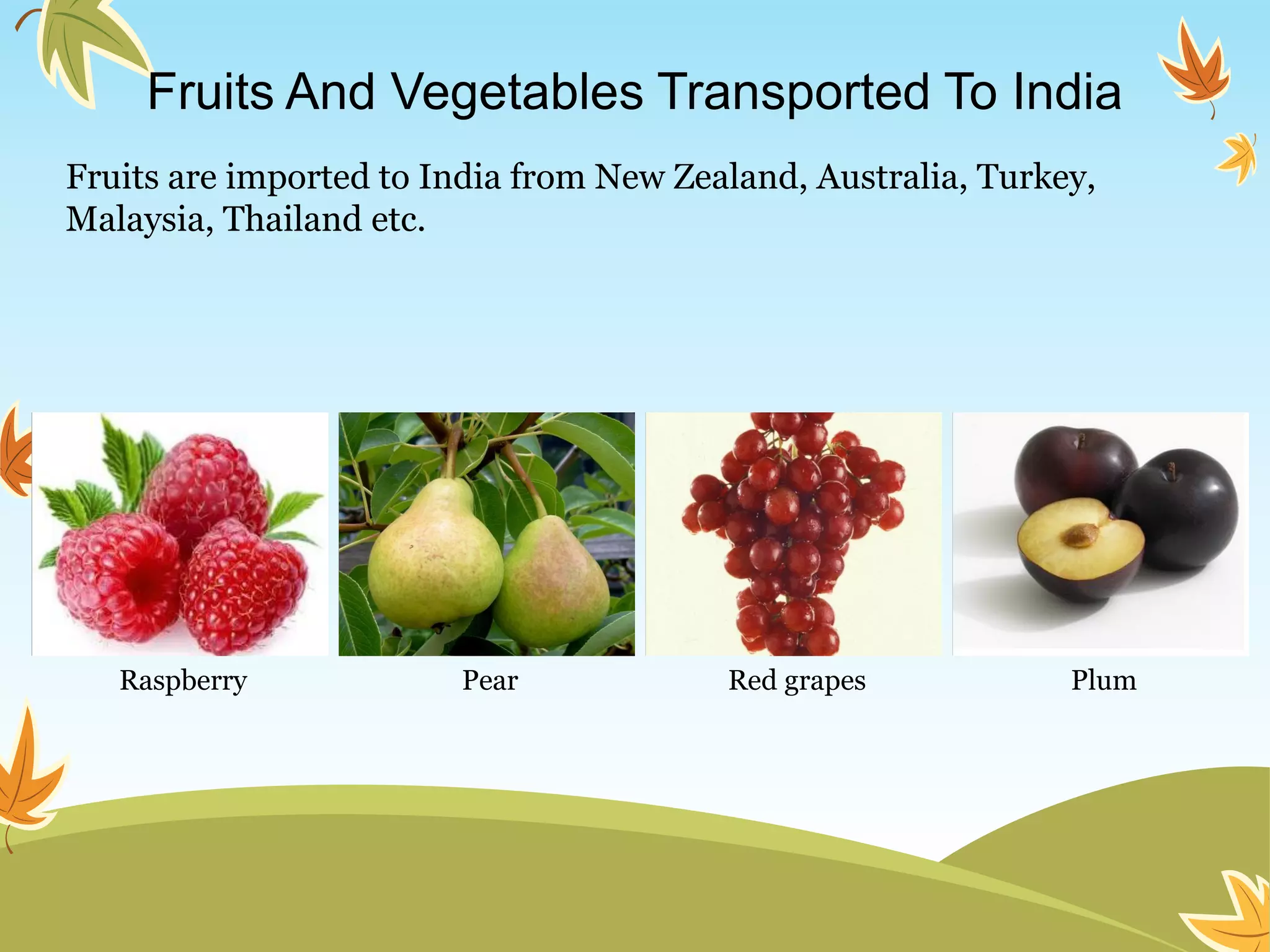 Environmental Science (EVS) : Plants Around Us (Class III) | PDF