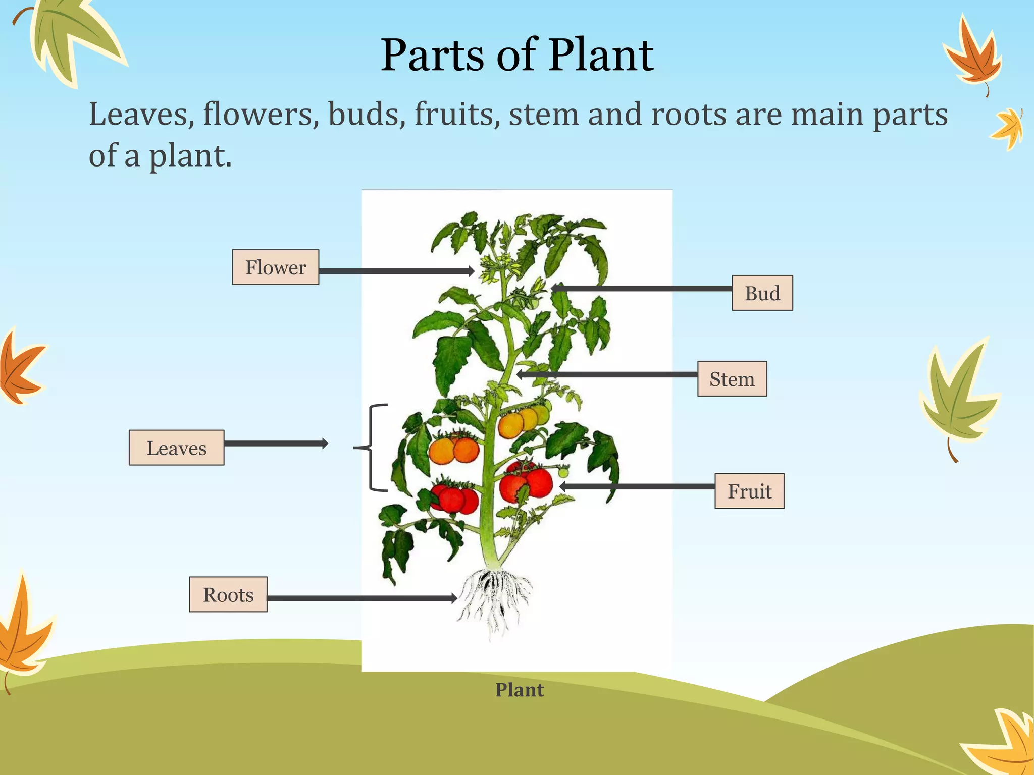 Environmental Science (EVS) : Plants Around Us (Class III) | PDF