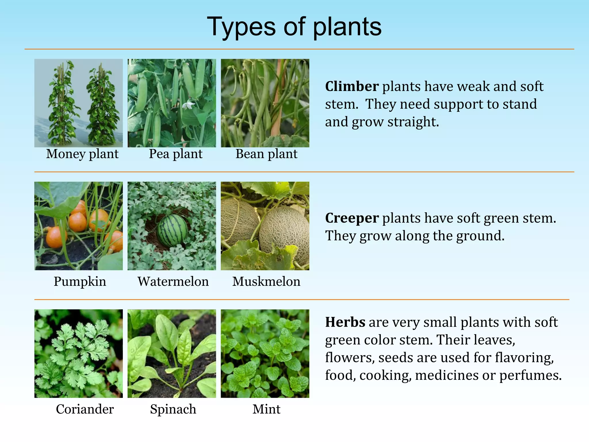 Environmental Science (EVS) : Plants Around Us (Class III) | PDF