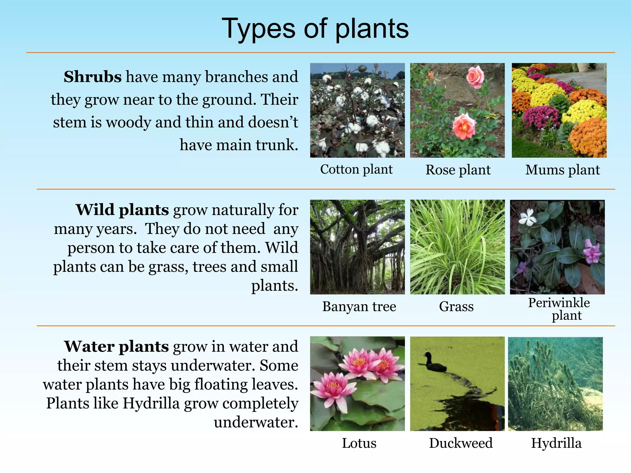 Environmental Science (EVS) : Plants Around Us (Class III) | PDF