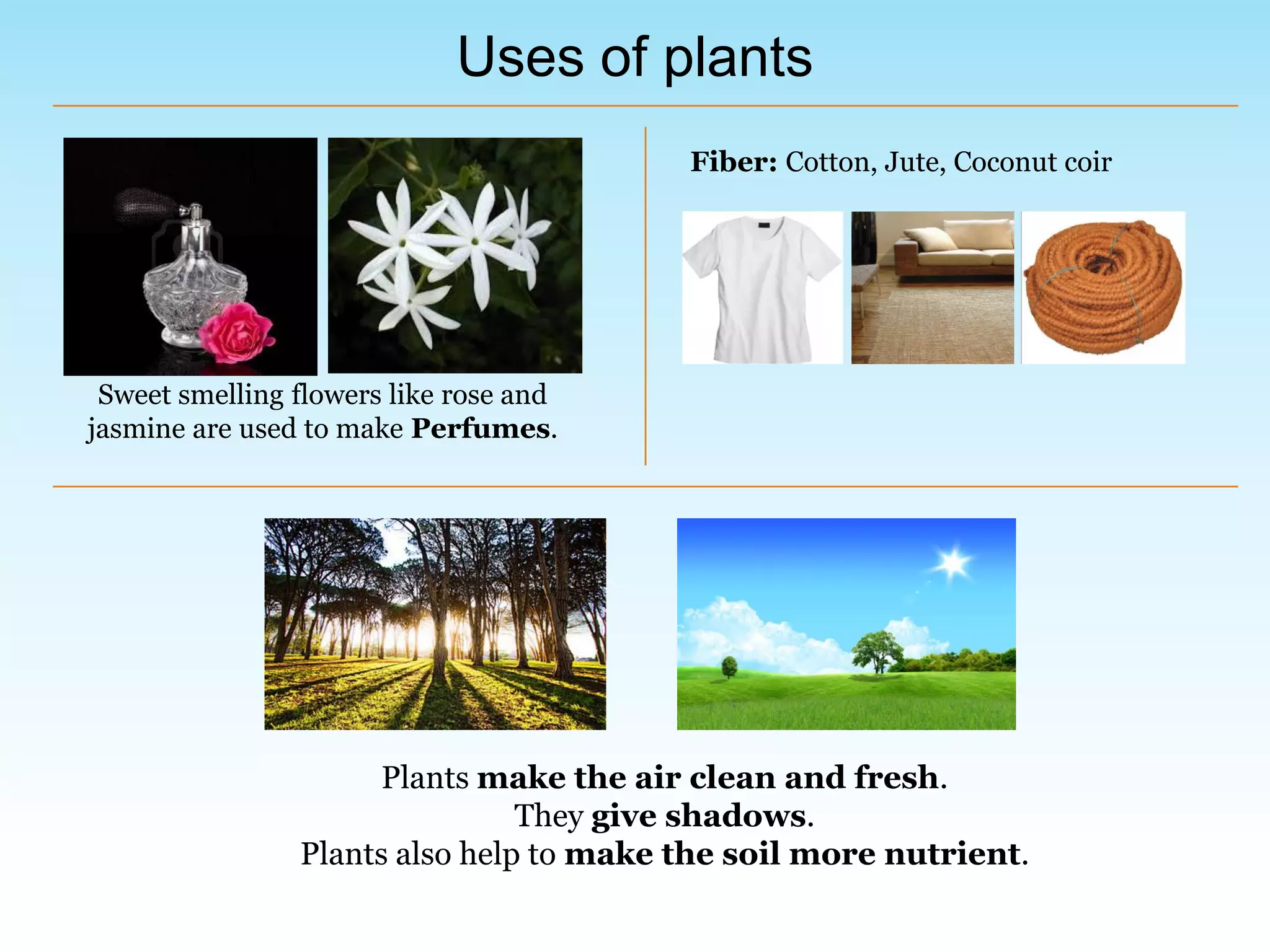 Environmental Science (EVS) : Plants Around Us (Class III) | PDF