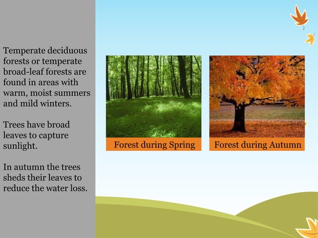 Environmental Science (EVS) : Plants Around Us (Class III) | PDF ...