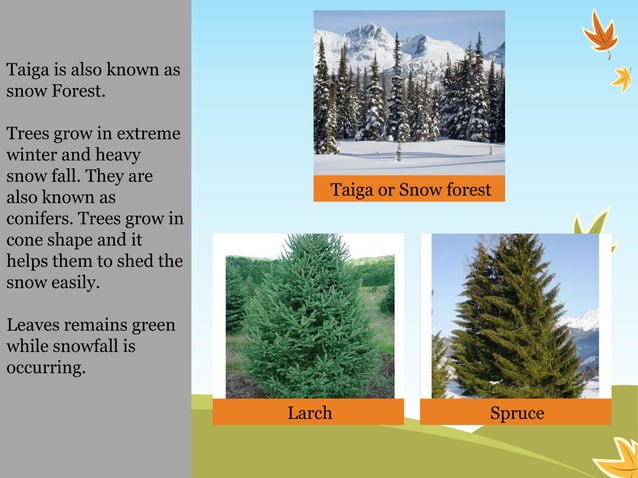 Environmental Science (EVS) : Plants Around Us (Class III) | PDF ...