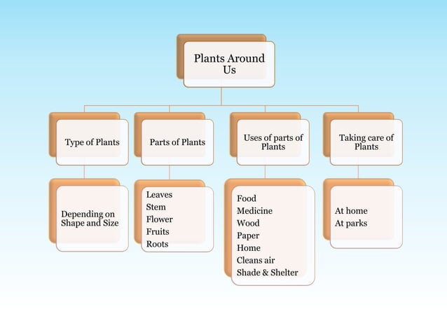 Environmental Science (EVS) : Plants Around Us (Class III) | PDF | Gardening | Home & Garden