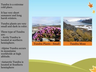 Environmental Science (EVS) : Plants Around Us (Class III) | PDF