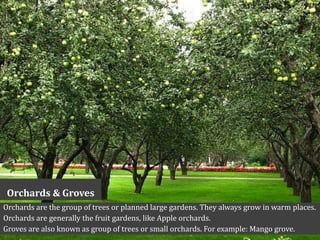 Environmental Science (EVS) : Plants Around Us (Class III) | PDF