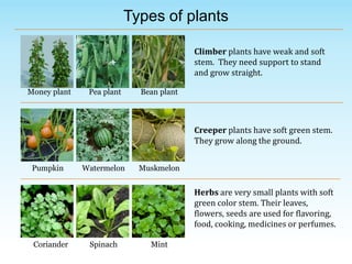 Environmental Science (EVS) : Plants Around Us (Class III) | PDF