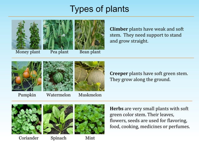 Environmental Science (EVS) : Plants Around Us (Class III) | PDF ...