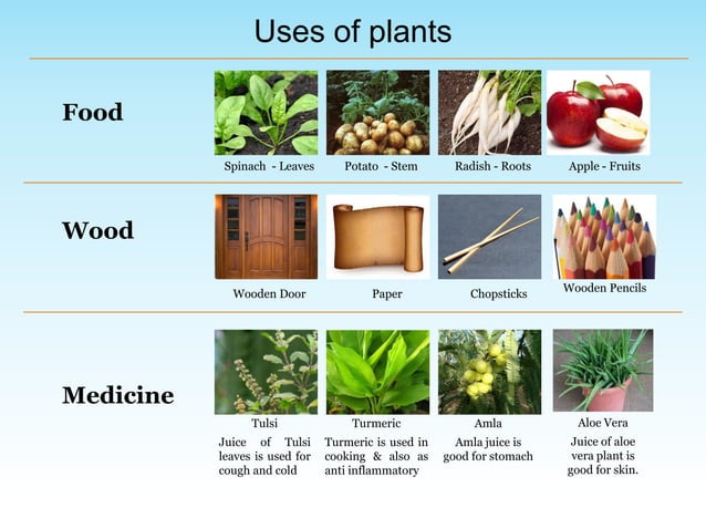 Environmental Science (EVS) : Plants Around Us (Class III) | PDF ...