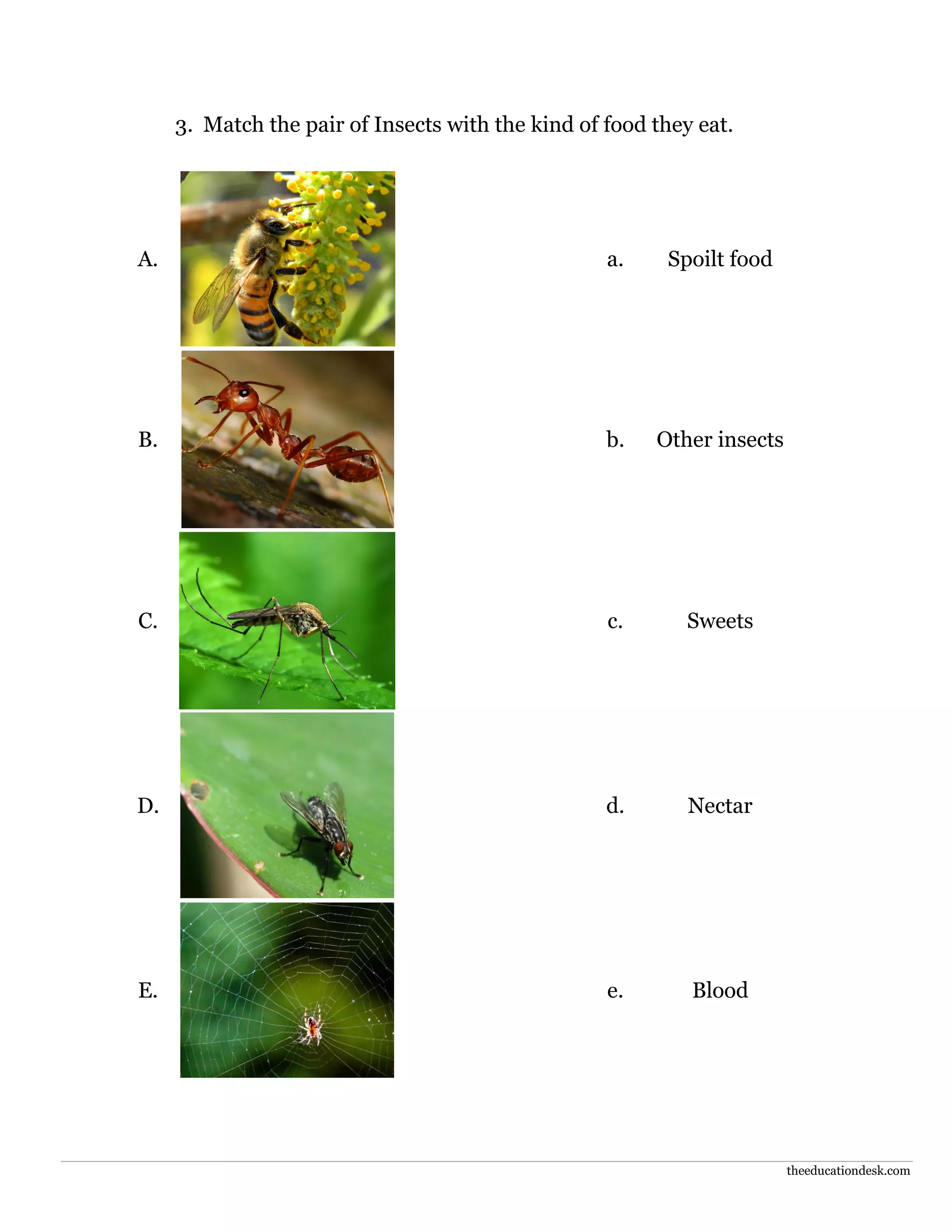 Environmental Science (EVS): Insects Worksheet (Class II) | PDF