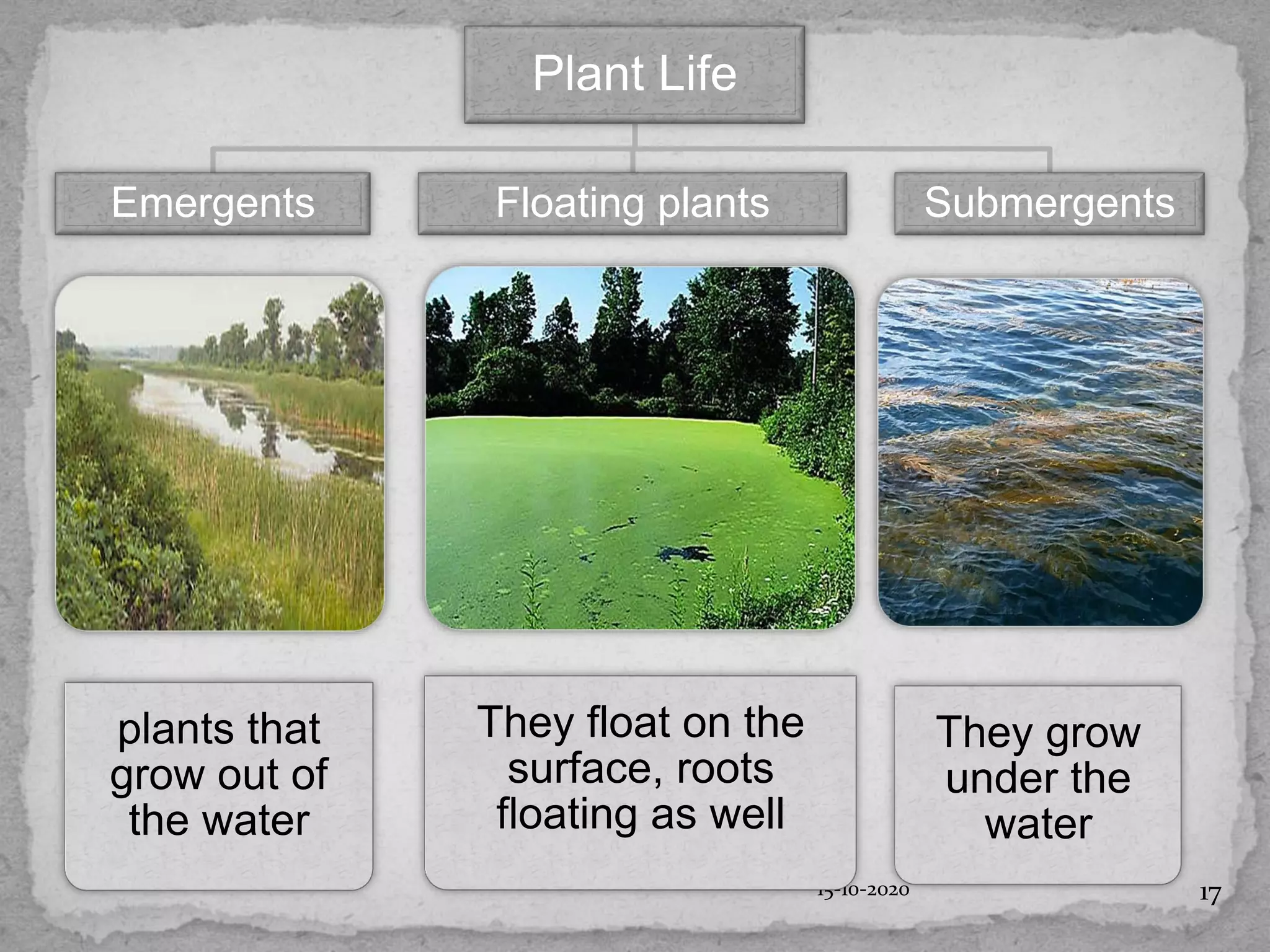 Wet land ecosystem: Introduction, Welfare, Classification, Wildlife ...