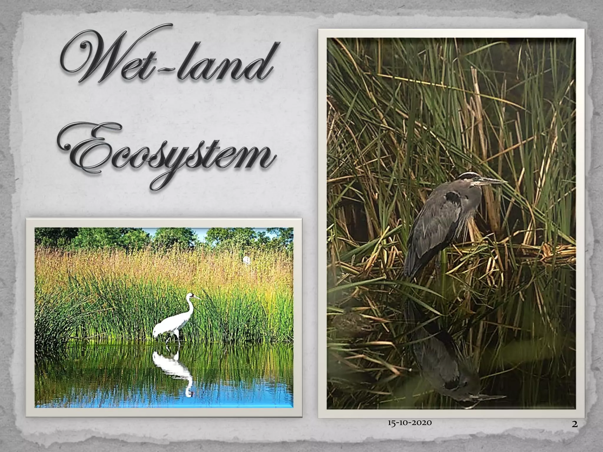 Wet land ecosystem: Introduction, Welfare, Classification, Wildlife ...