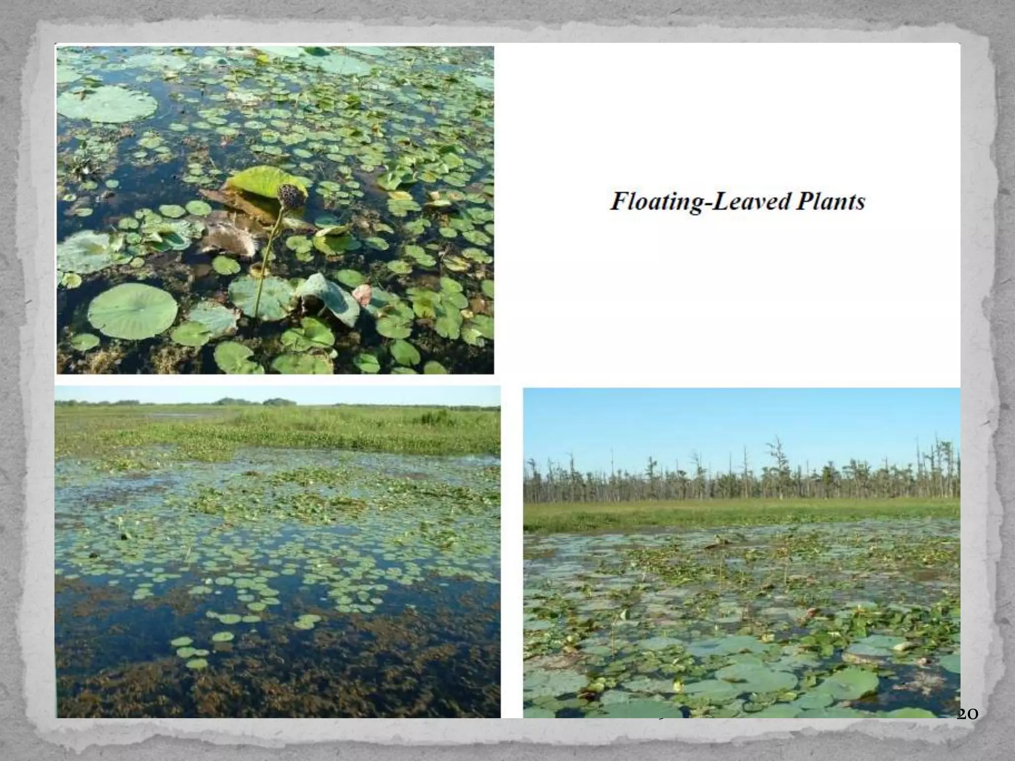 Wet land ecosystem: Introduction, Welfare, Classification, Wildlife ...