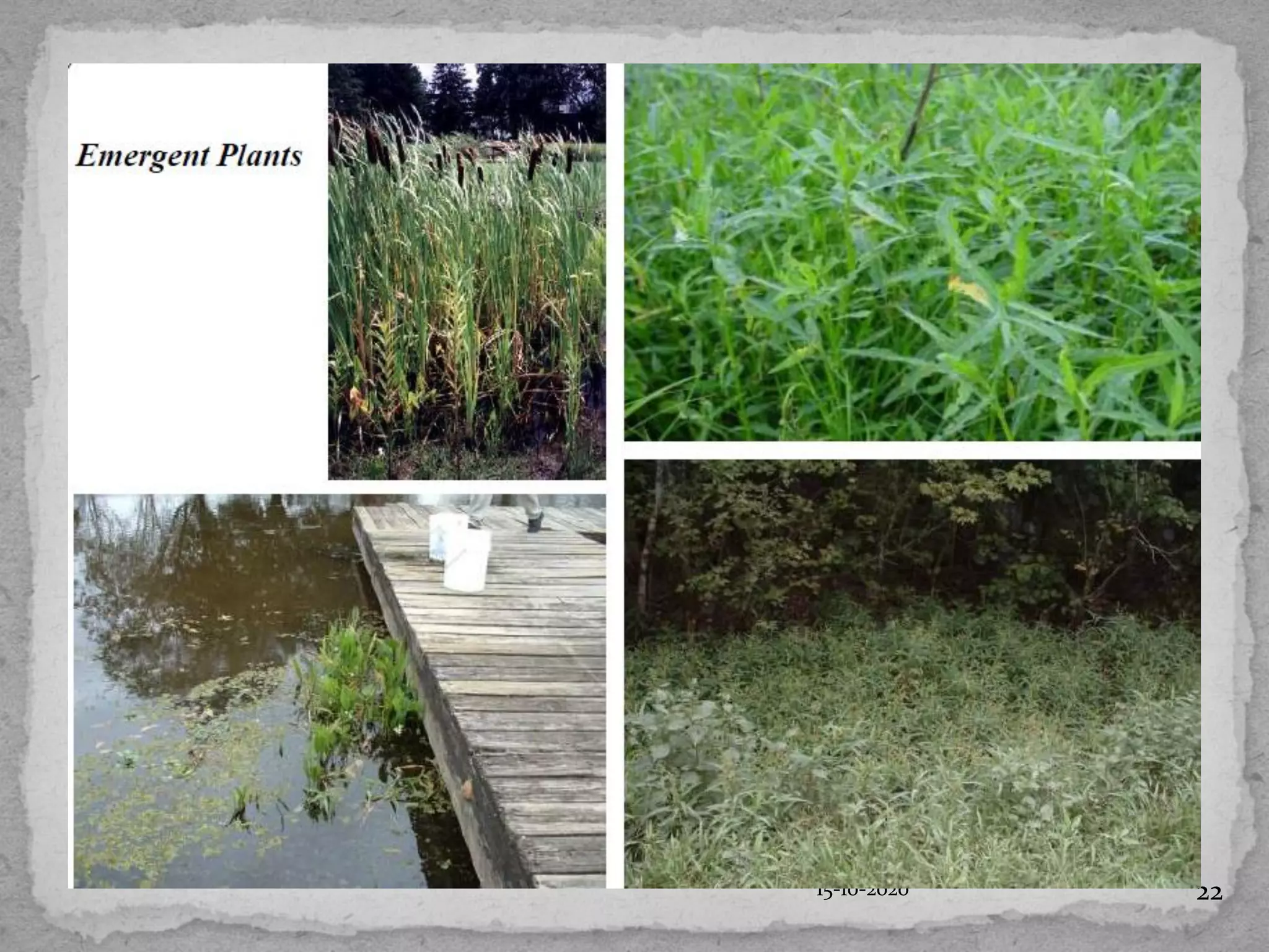 Wet land ecosystem: Introduction, Welfare, Classification, Wildlife ...