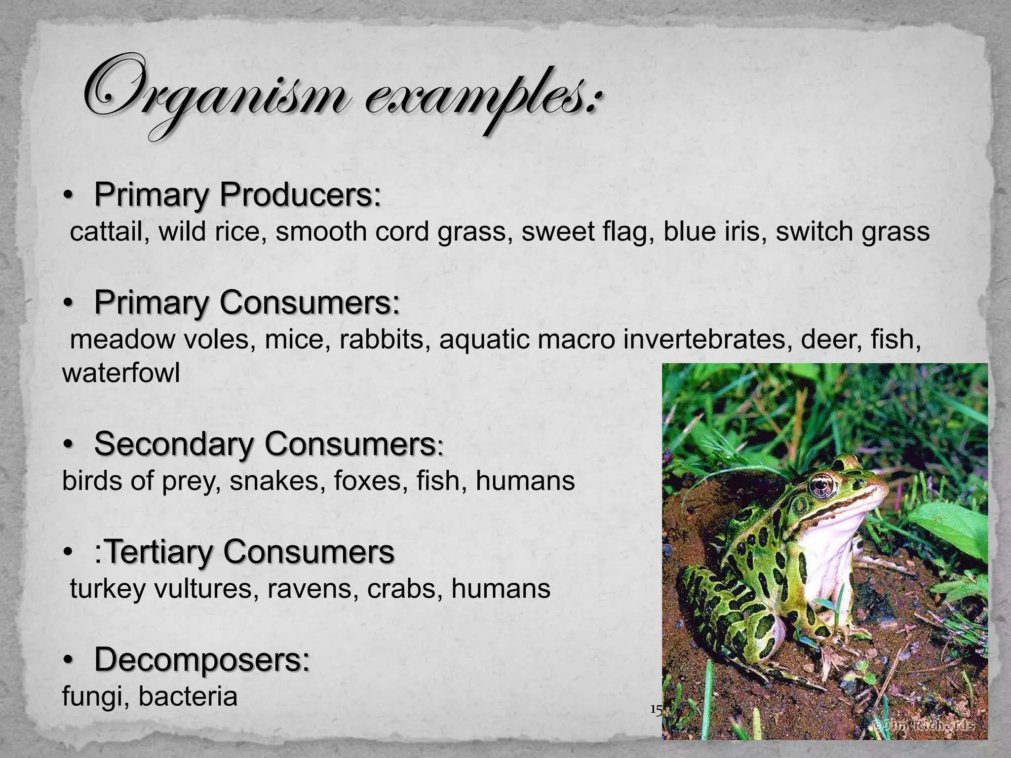 Wet land ecosystem: Introduction, Welfare, Classification, Wildlife ...