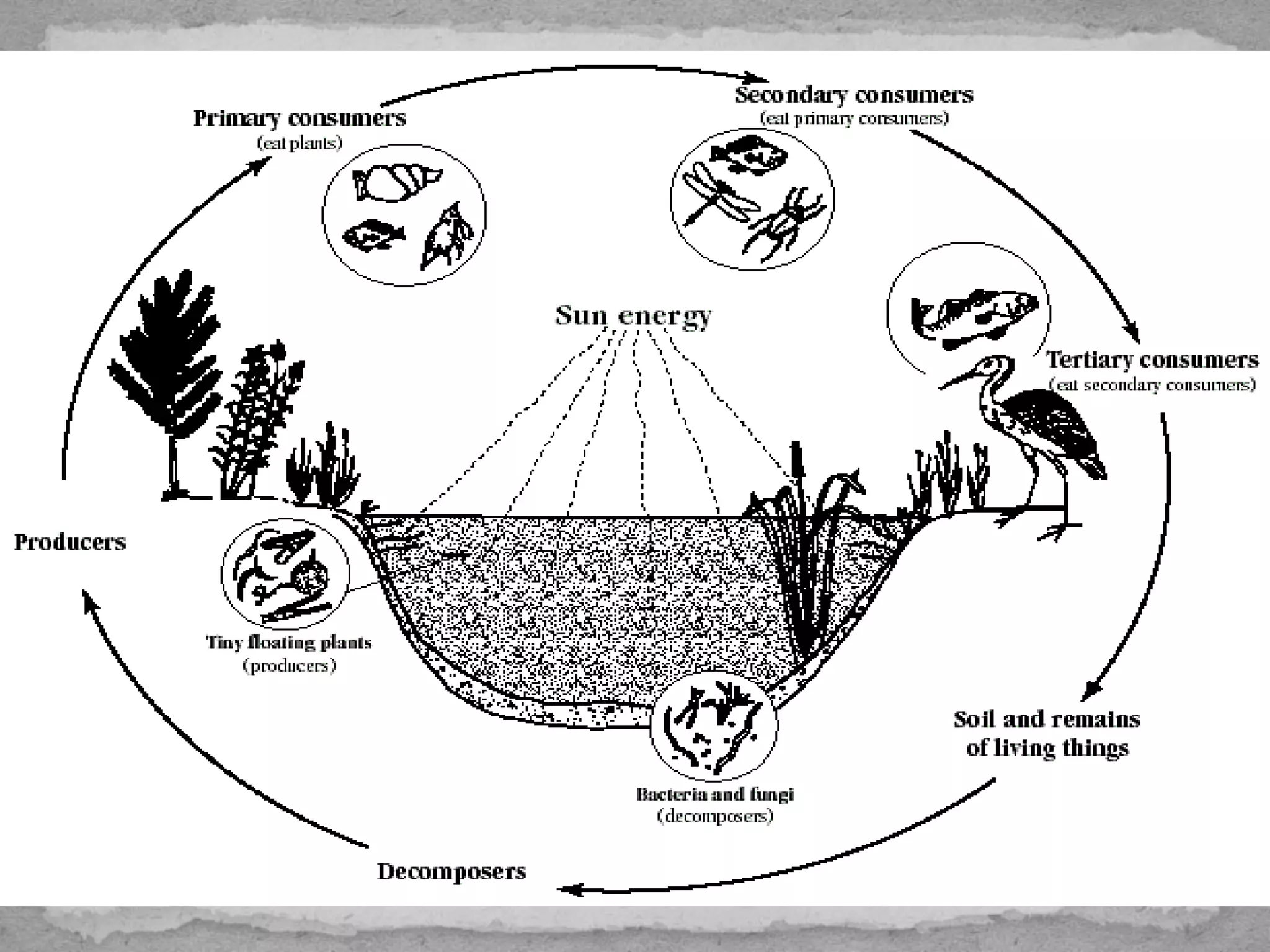 Wet land ecosystem: Introduction, Welfare, Classification, Wildlife ...