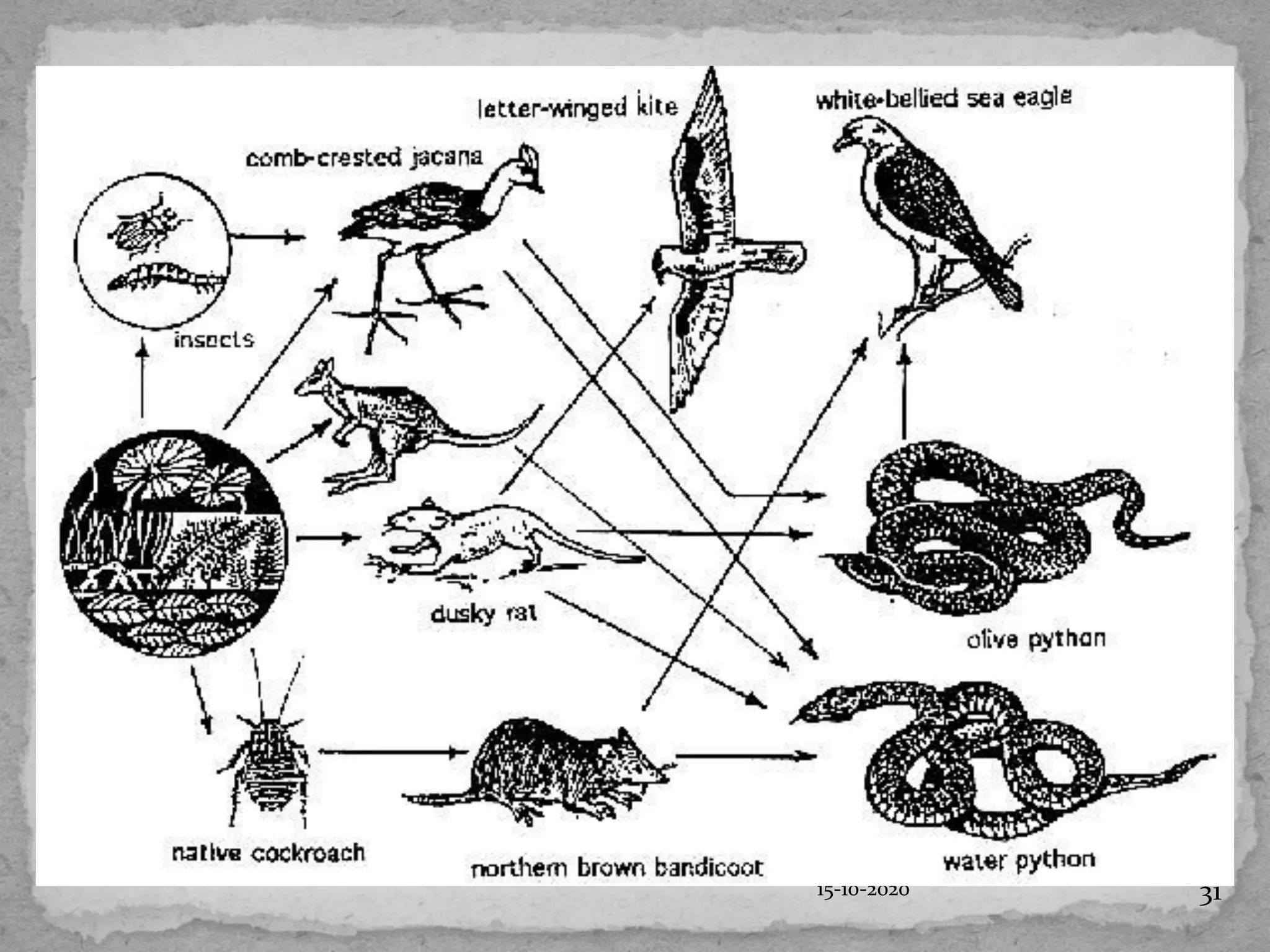 Wet land ecosystem: Introduction, Welfare, Classification, Wildlife ...