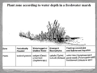 Wet land ecosystem: Introduction, Welfare, Classification, Wildlife ...