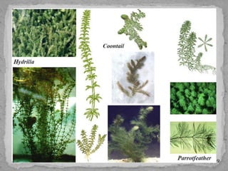 Wet land ecosystem: Introduction, Welfare, Classification, Wildlife ...